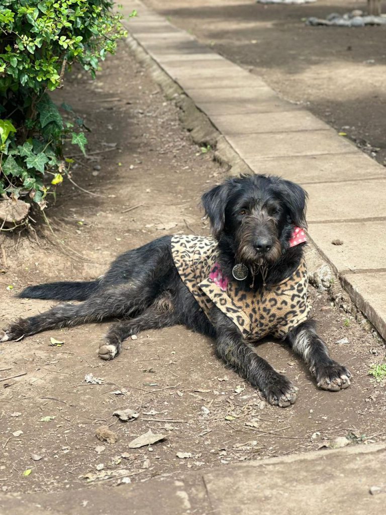Daniel - Fundación Alma Chile
